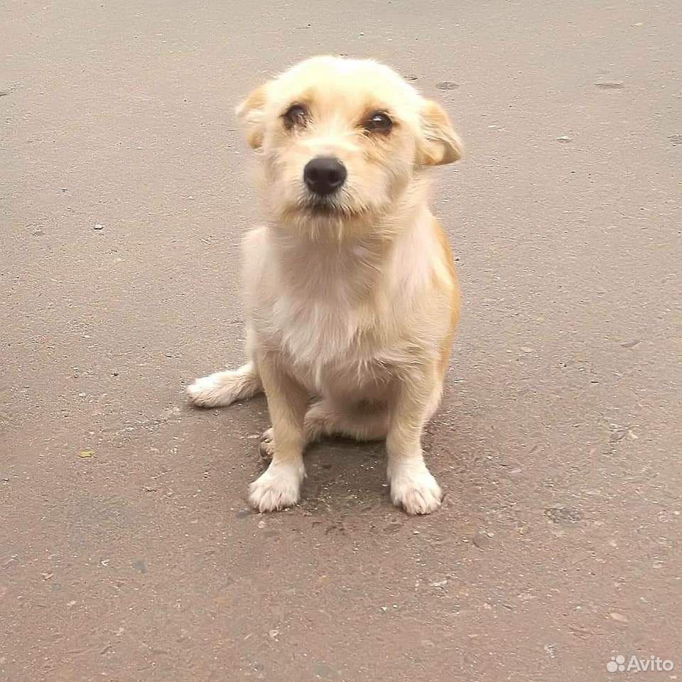 Собака