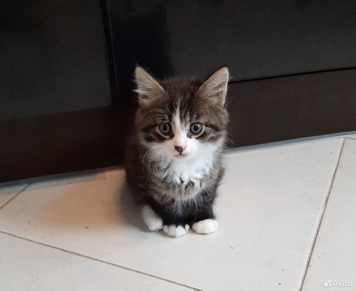 Милый котеночек