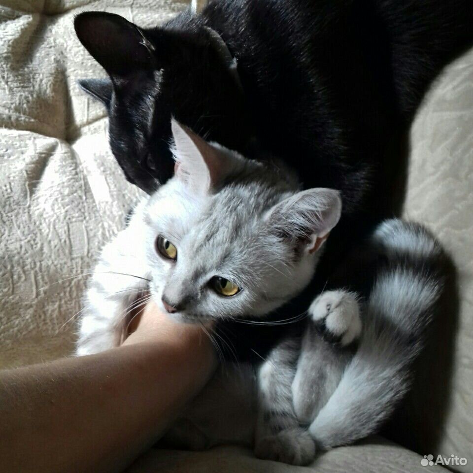 Бурмилла девочка