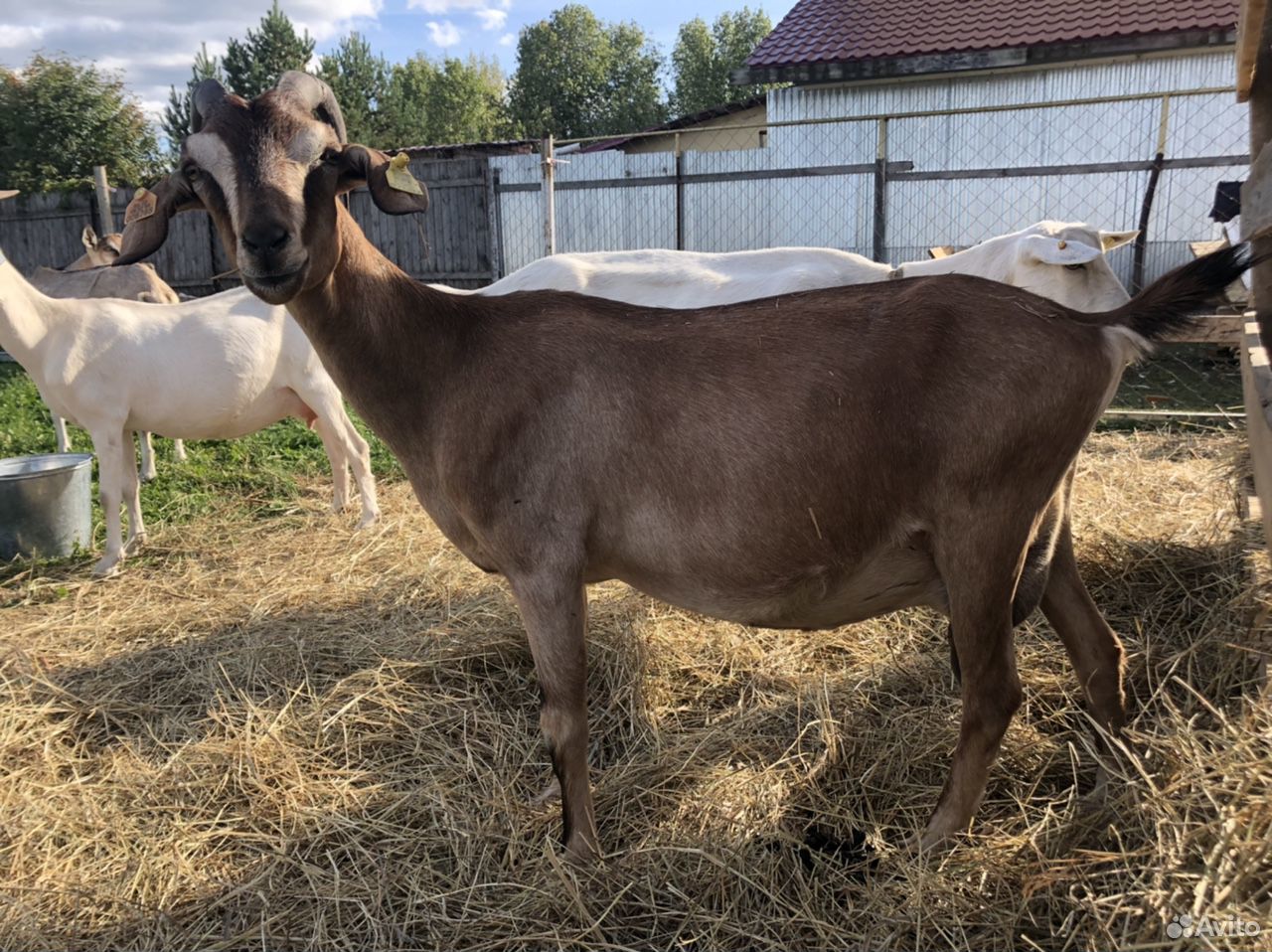 Высокоудойные козы