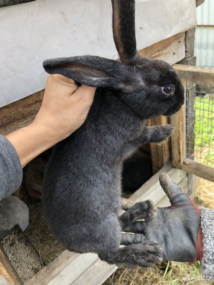 Кролик Рекс