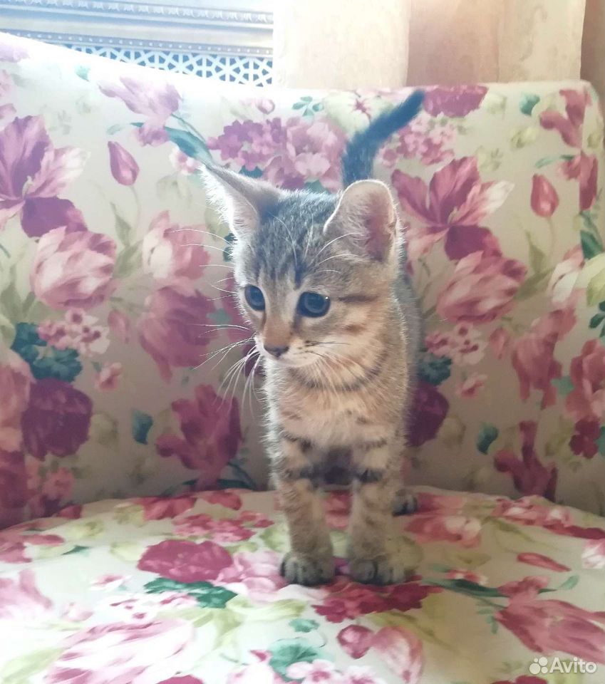 Малыш ищет свой родной дом