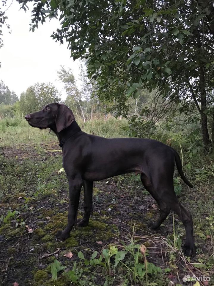 Щенок Курцхаара