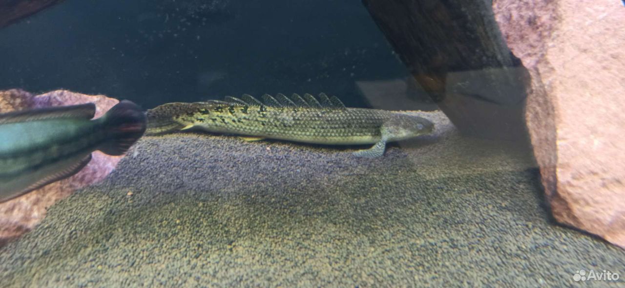 Полиптерус дельгези