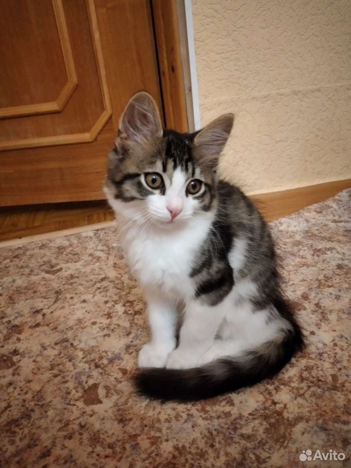 Котёнок Жорик