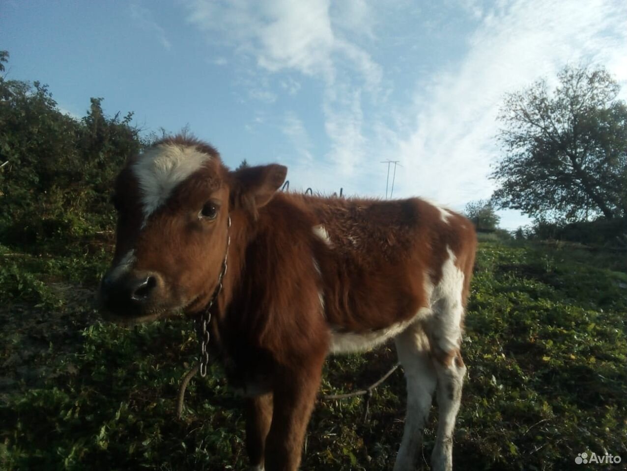 Карова и теленок