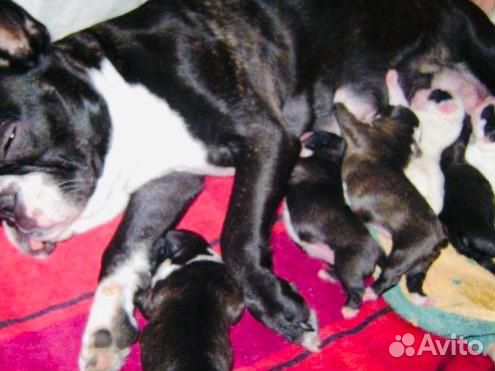 Щенки боксера