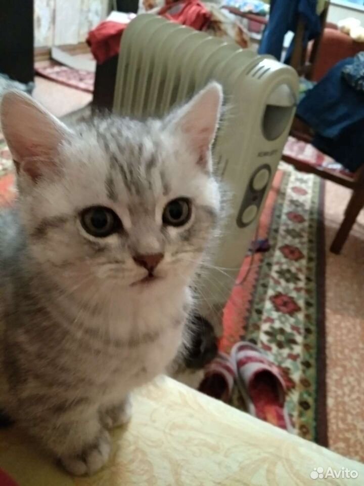 Котята шотландские