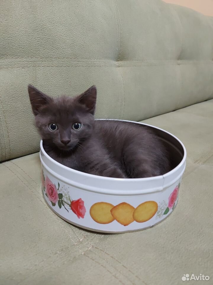 Котенок (девочка) в добрые руки
