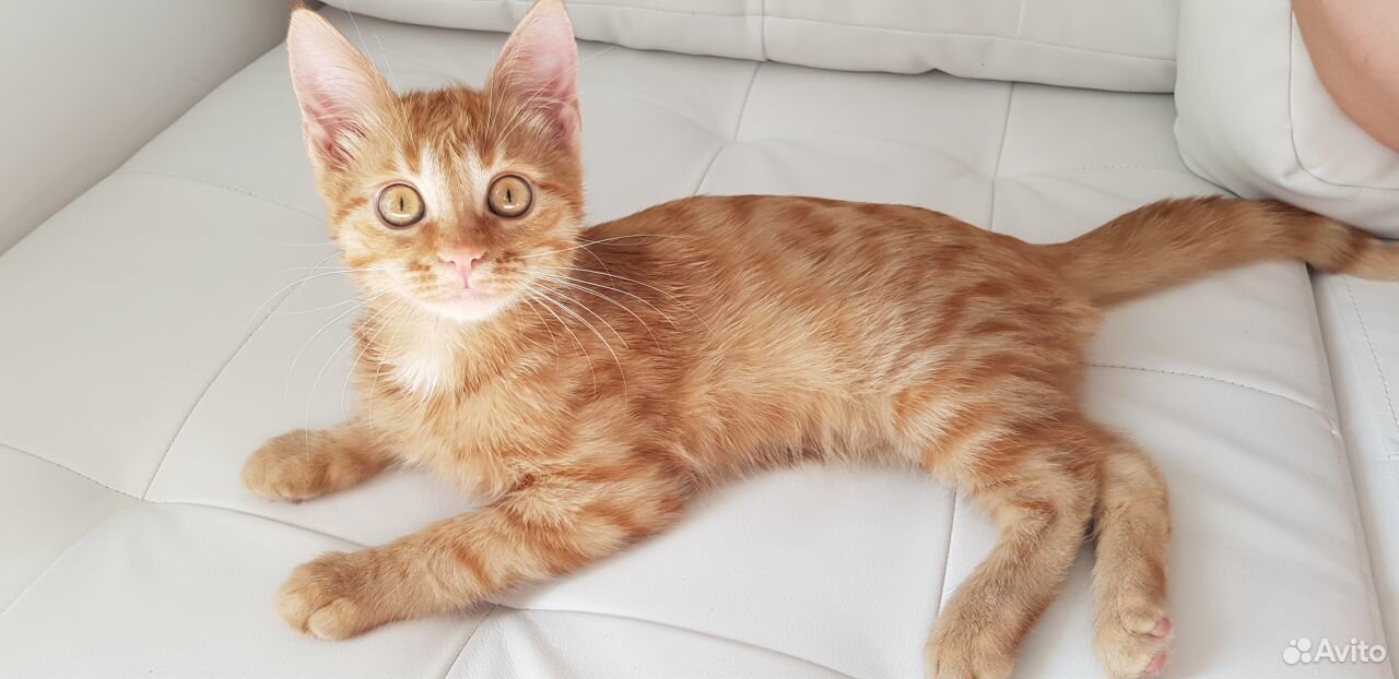 Отдам рыженького котёнка в хорошие руки
