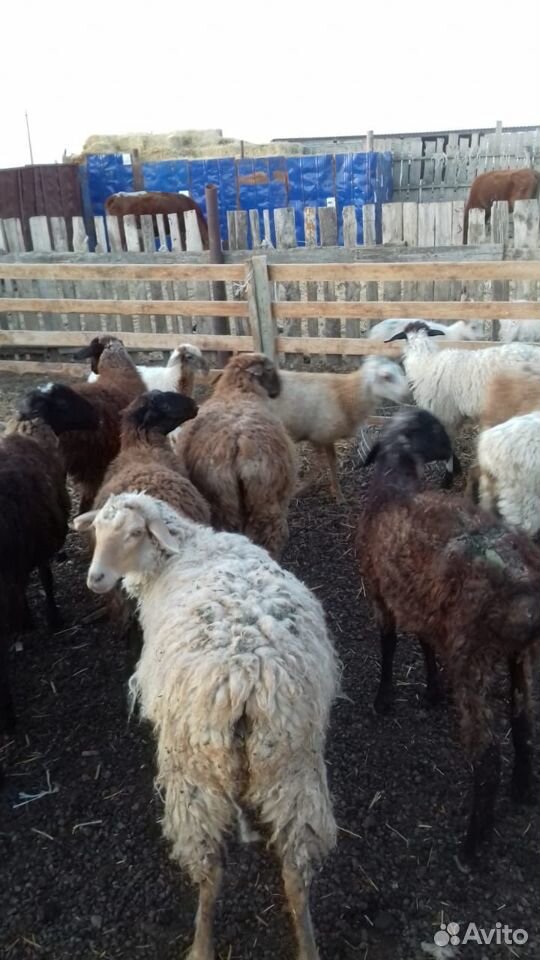 Продаются ягнята