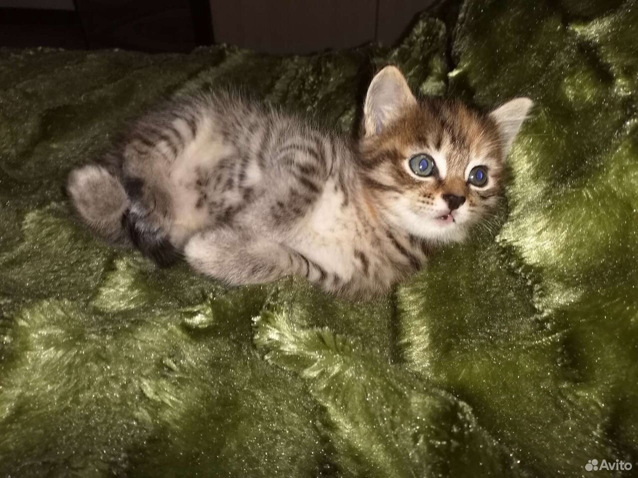 Кошка