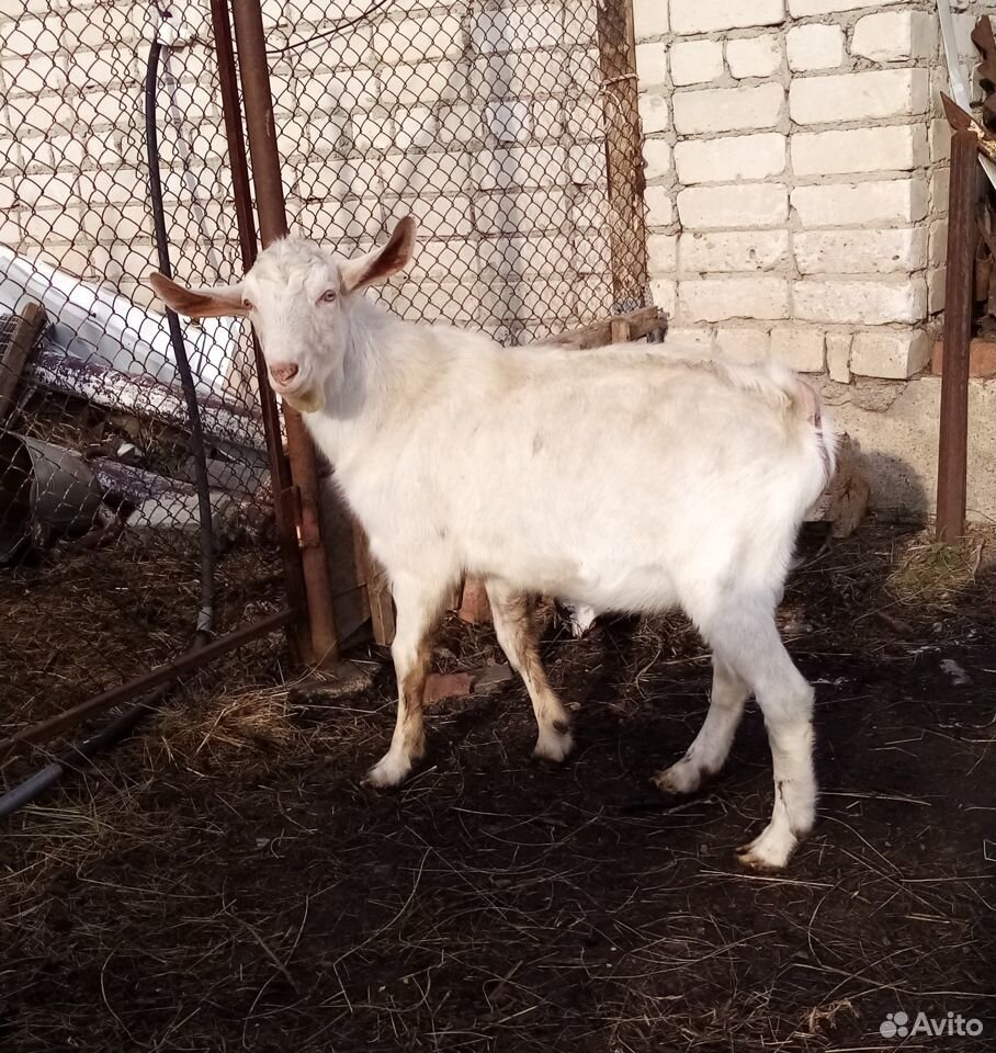 Зааненские козлики