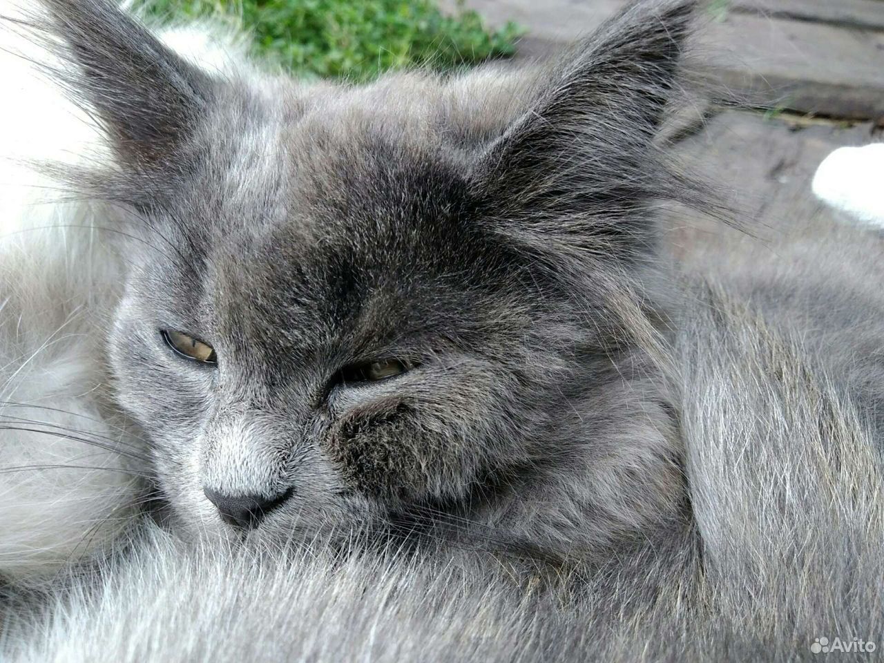 Котик очень воспитанный