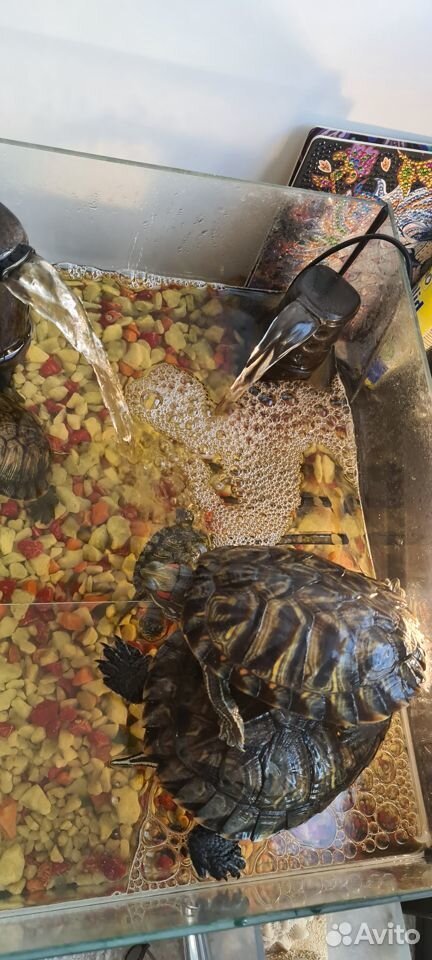 Отдам Черепах