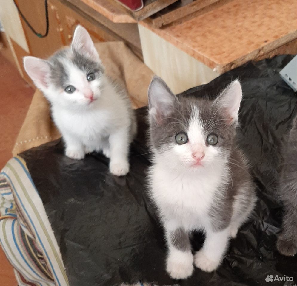 Котодетки - в добрые руки