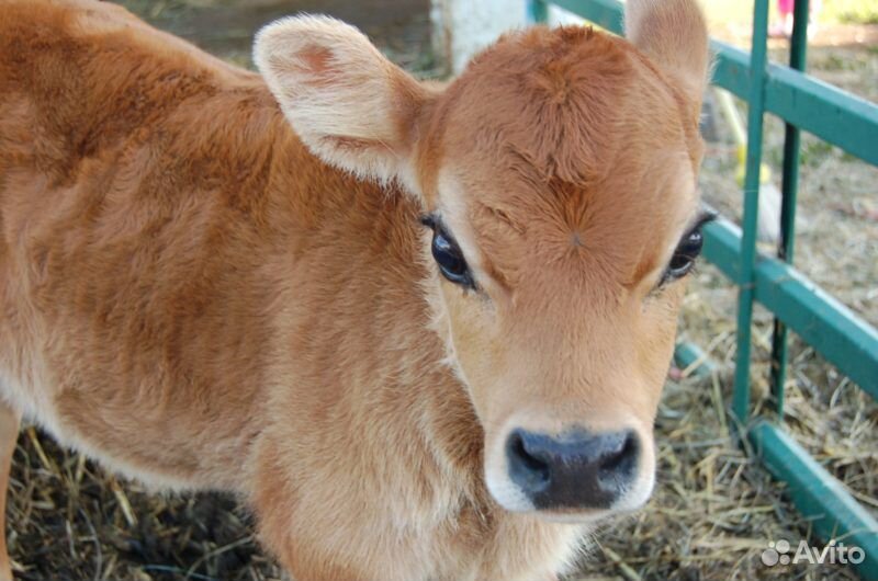 Продам телят
