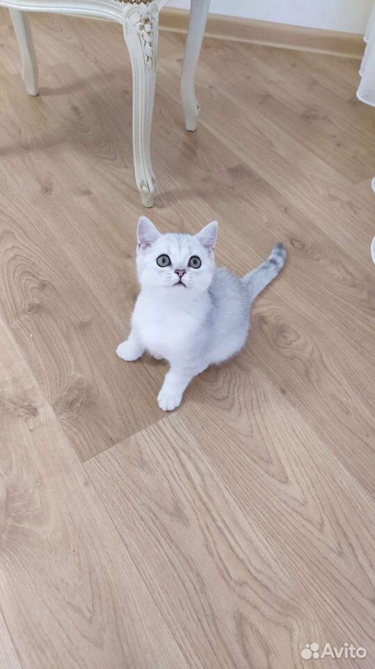 Шикарный британский котик