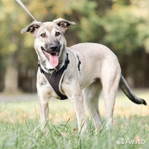 Трогательная, молодая собака Зои в добрые руки