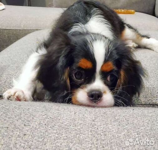 Чарльз деточки конфеточки