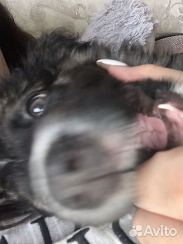 Щенок в добрые руки бесплатно