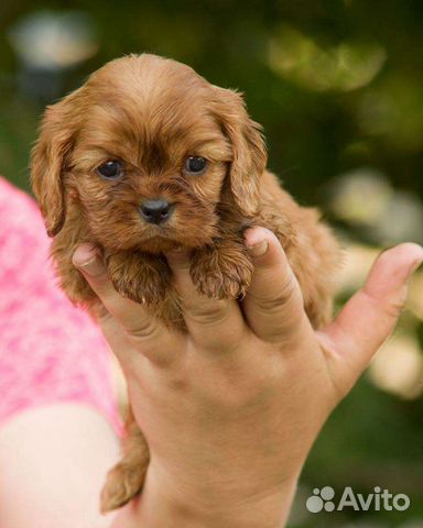 Щенок кавалер кинг чарльз спаниеля