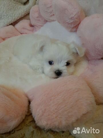 Мимишные крошки на ладошку. Мальтезе. Мини