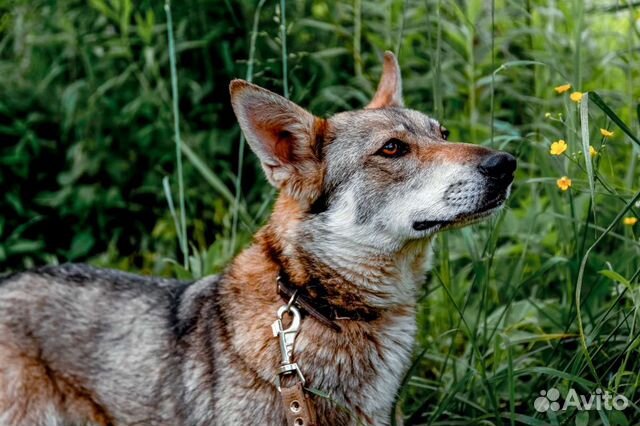 Метиска лайки