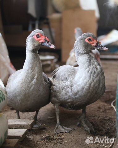 Селезни мускусной утки на племя