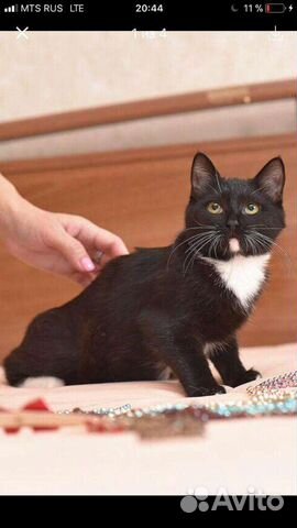 Котенок девочка в дар 6 мес