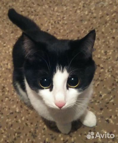 Пристрою кошечку