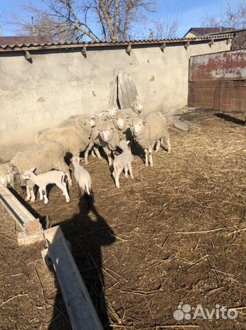 Овцы меринос