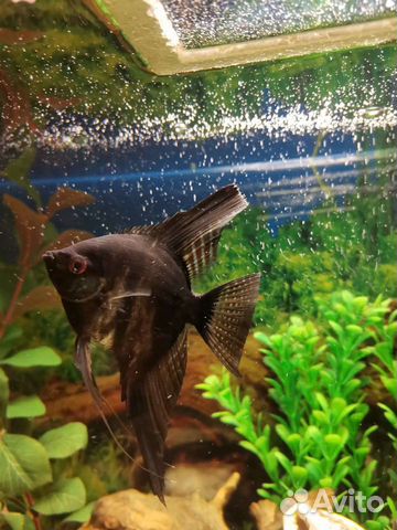 Обменяю Скалярию