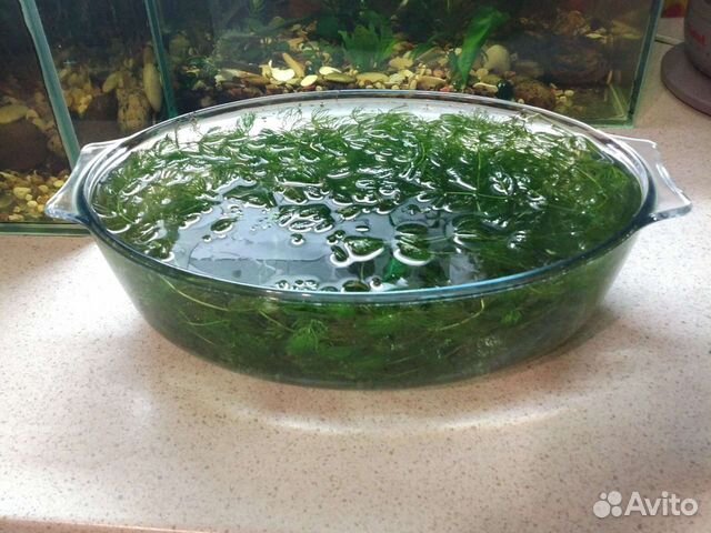 Аквариумные растения: элодея и роголистник