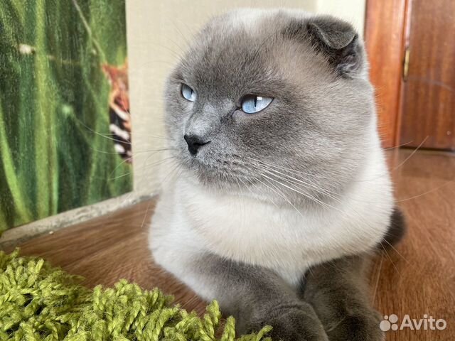 Шотландский кот вязка