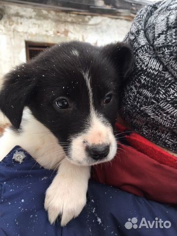 Няшка- щенок 2 мес. Квартирный вариант Доставка