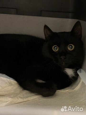 Буся в поисках семьи