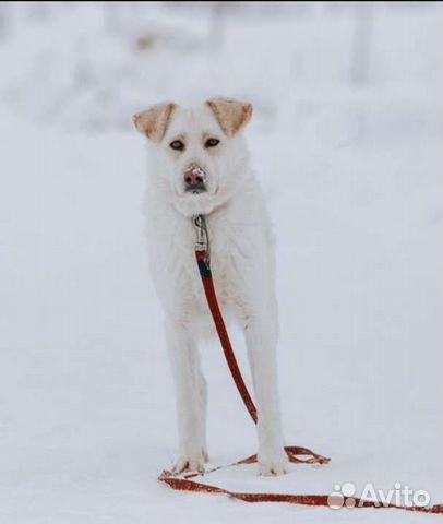 Беляш в добрые руки