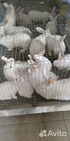 Кролик Белый Паннон