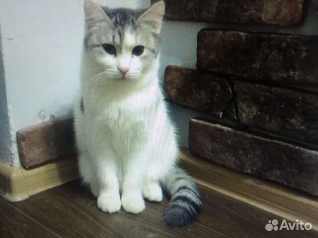 Кошка из приюта Молодая, найдена на улице в мороз