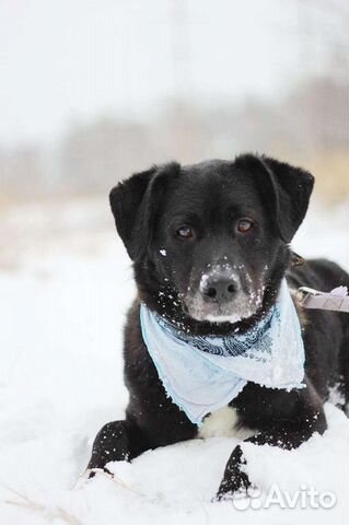 Лабрадористый пёс Макс в приюте Некрасовка
