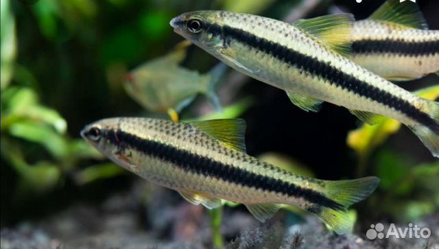 Сиамские водорослееды