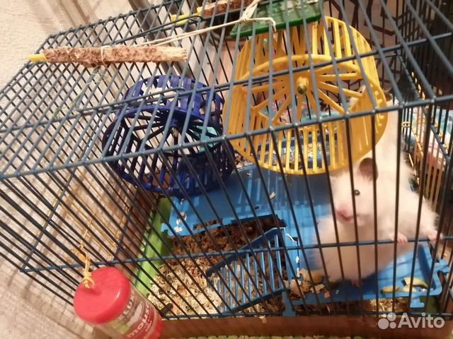 Клетка для грызунов + 2 сирийских хомяка