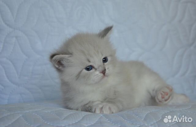 Невские Маскарадные котята