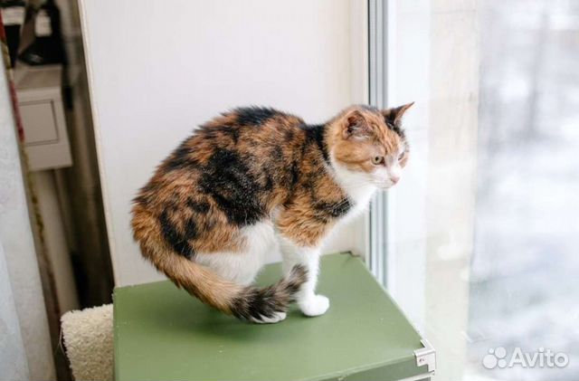 Чудо-Чудесное