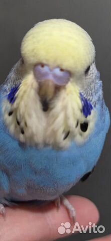 Волнистые птенцы полуЧехи