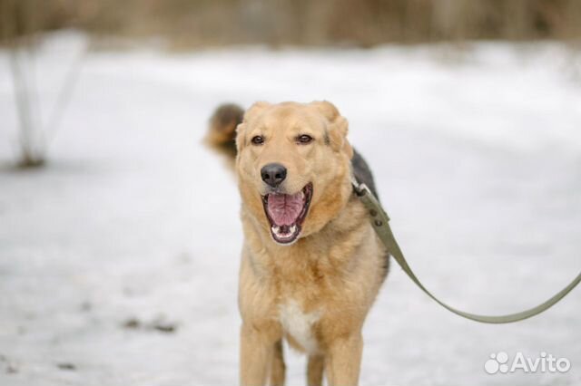 Бежевая собака ищет дом