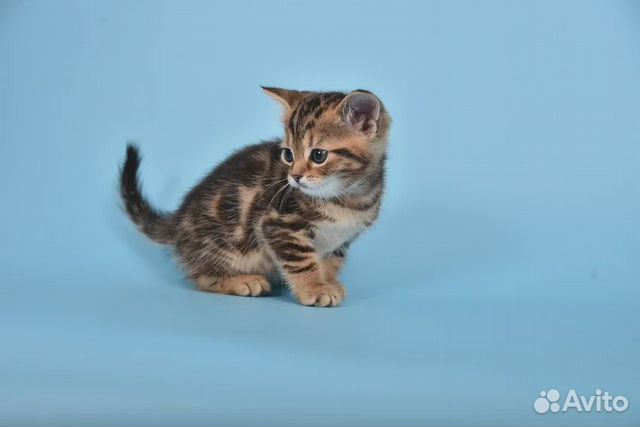 Шотландский мальчик. Яркий черный мрамор на золоте