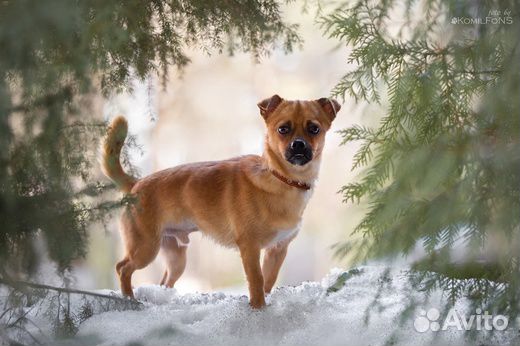 Малыш Джерри ищет дом