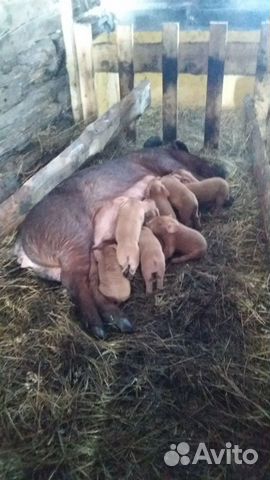 Поросята дюрок